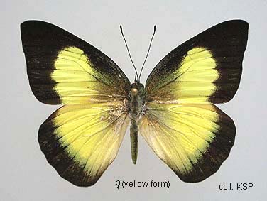 Papua Insects Foundation (Lepidoptera/Pieridae/Pierinae(Saletara liberia)